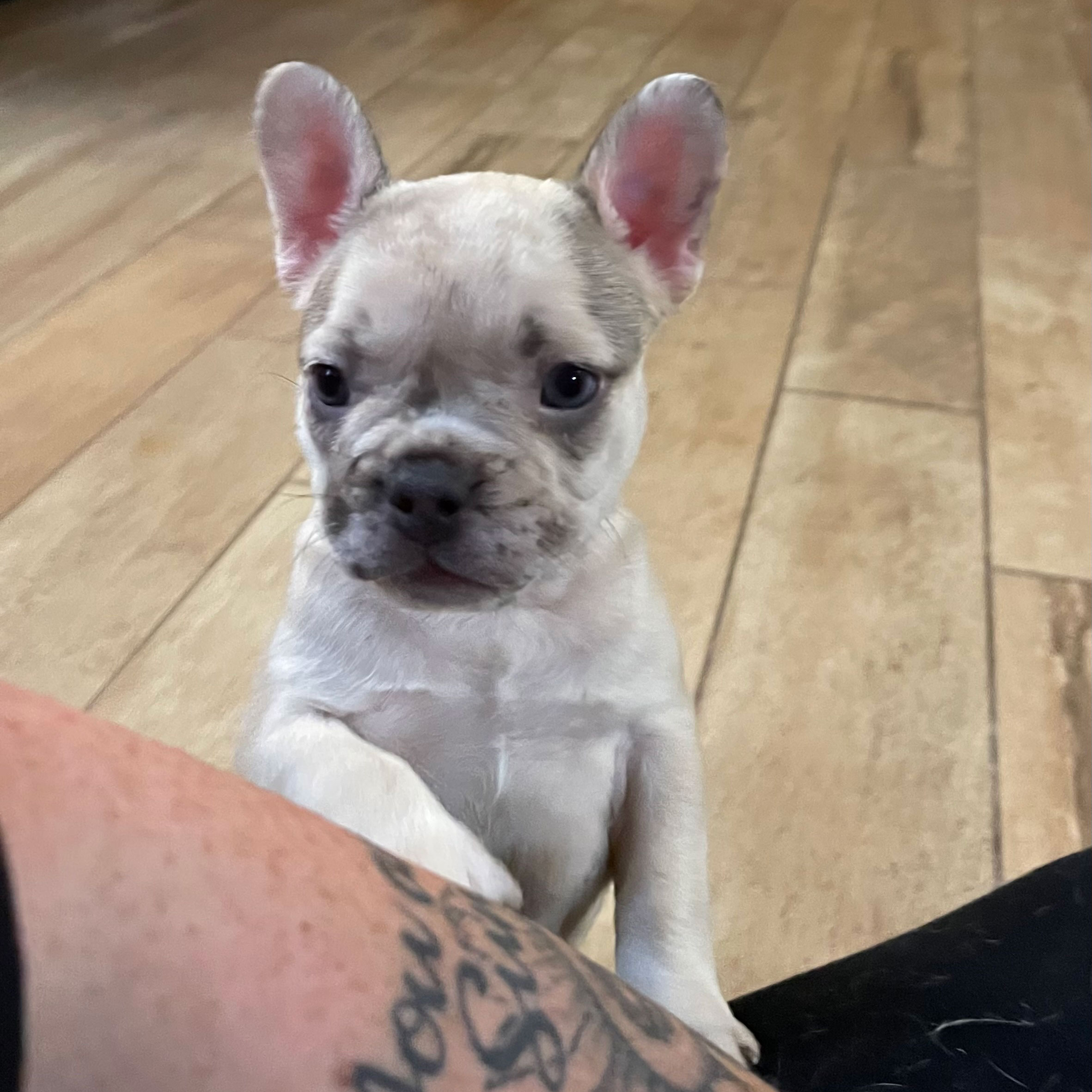 Spot-On Farm, French Bulldogs in MN, Available Puppies