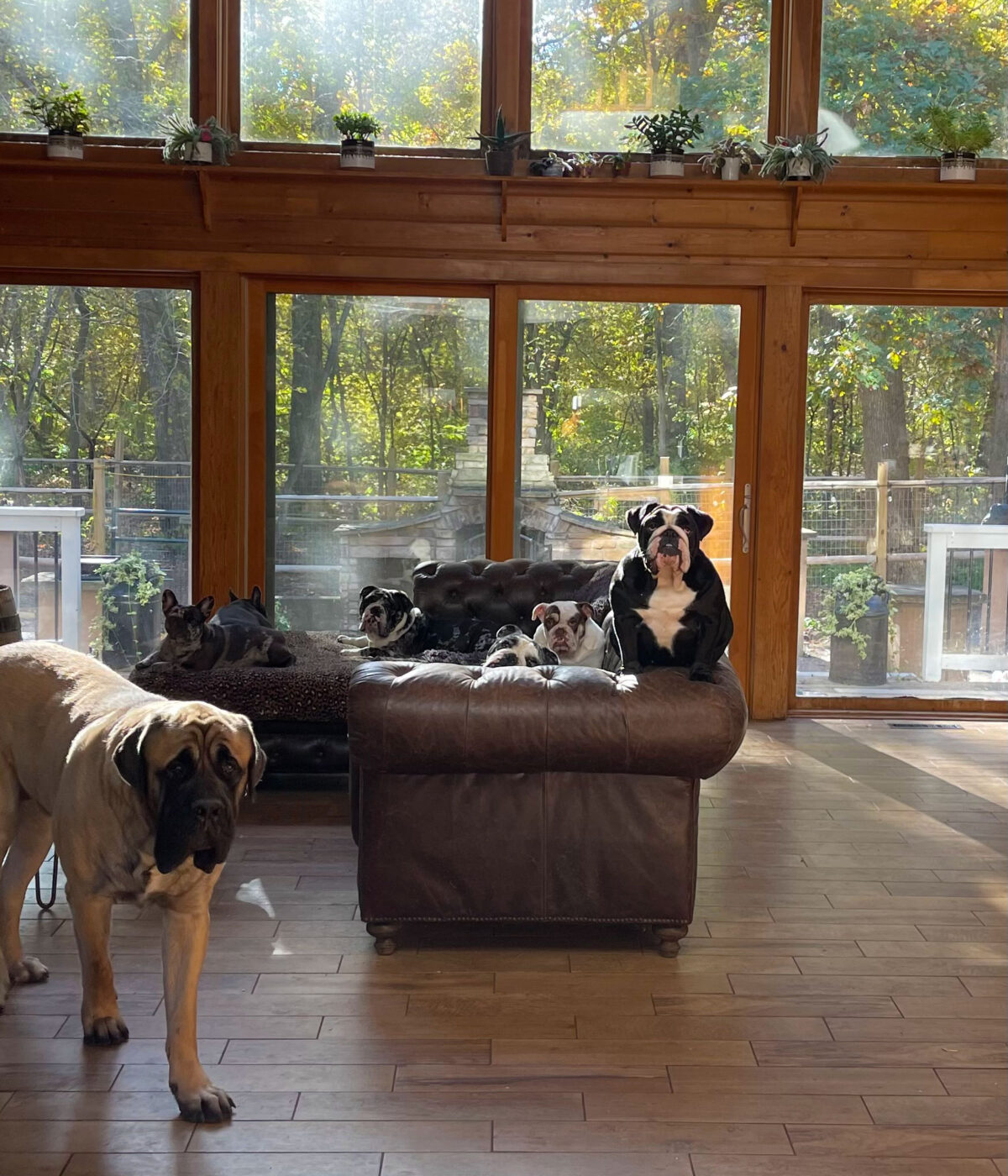 Spot-On Farm, French Bulldogs in MN, Available Puppies