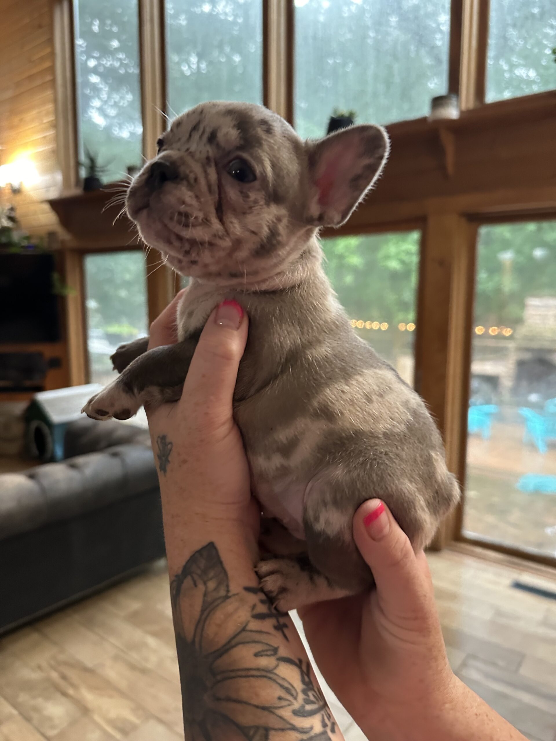 Spot-On Farm, French Bulldogs in MN, Available Puppies